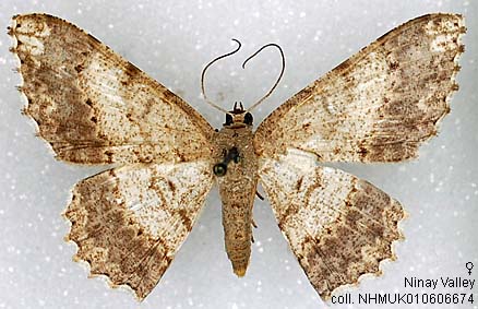 Papua Insects Foundation (Lepidoptera/Geometridae(Ennominae)/Luxiaria ...